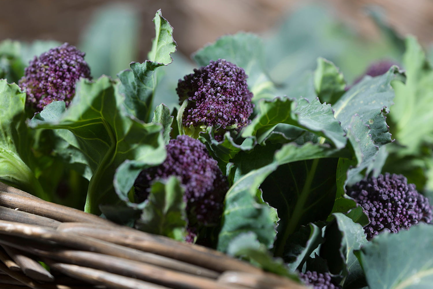 About Us | Mudwalls Farm