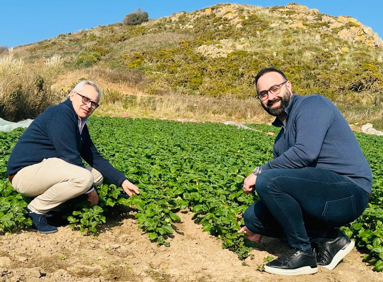 A Season to Celebrate: a Brilliant Jersey Royal Potato Harvest ...